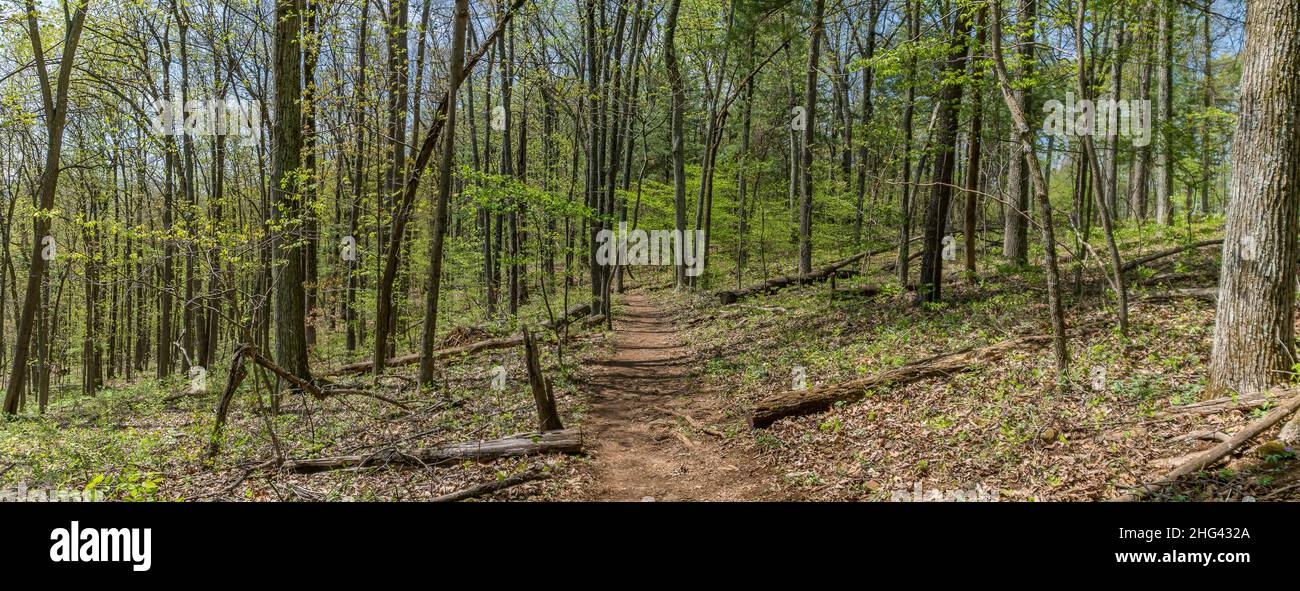 Trail through tall trees in a lush forest, Shenandoah National Park ...