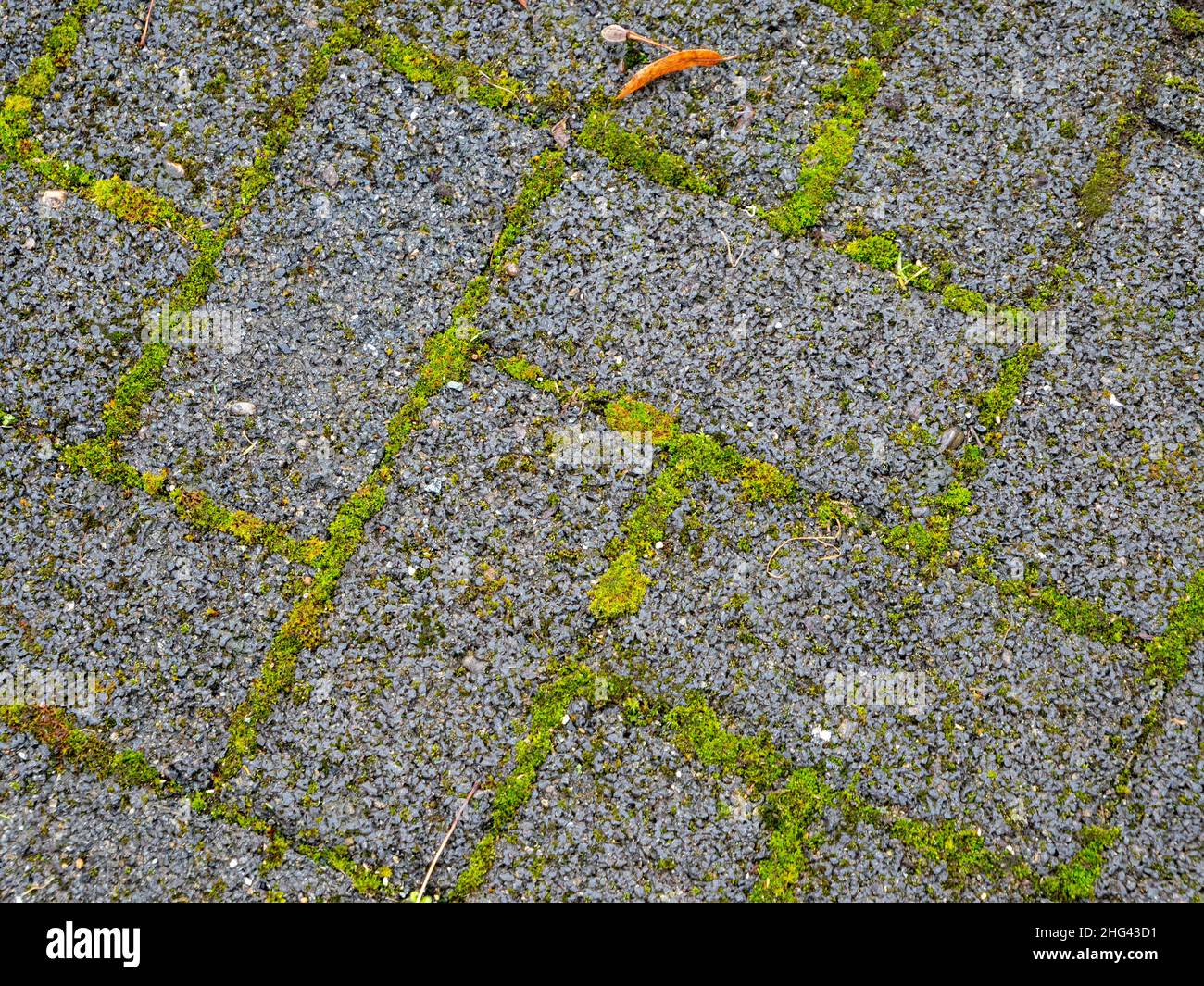 green moss on the pavement Stock Photo - Alamy