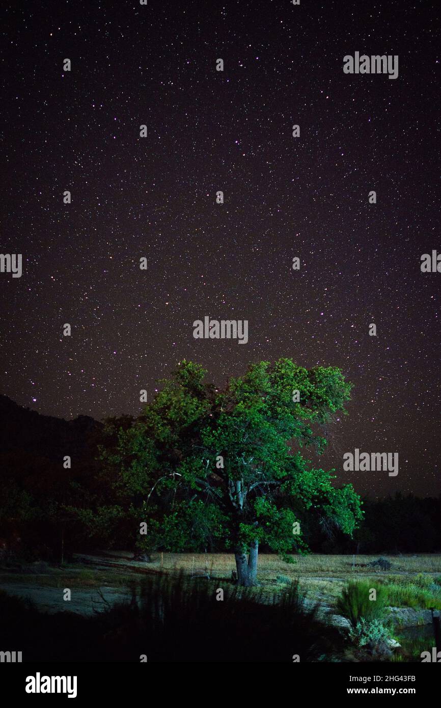 Night sky behind beautiful big tree Stock Photo - Alamy