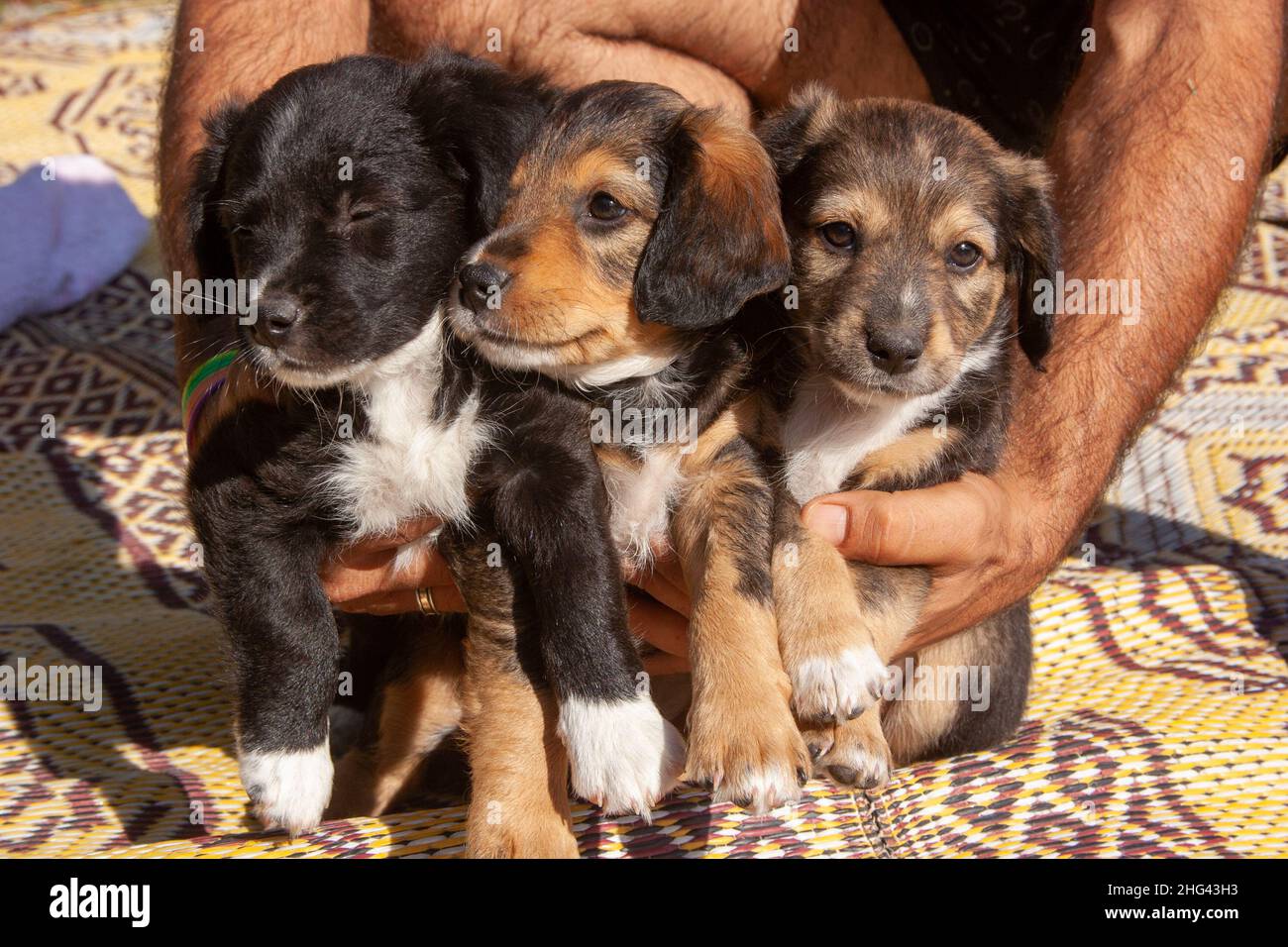 Breeds of puppies hi-res stock photography and images - Alamy