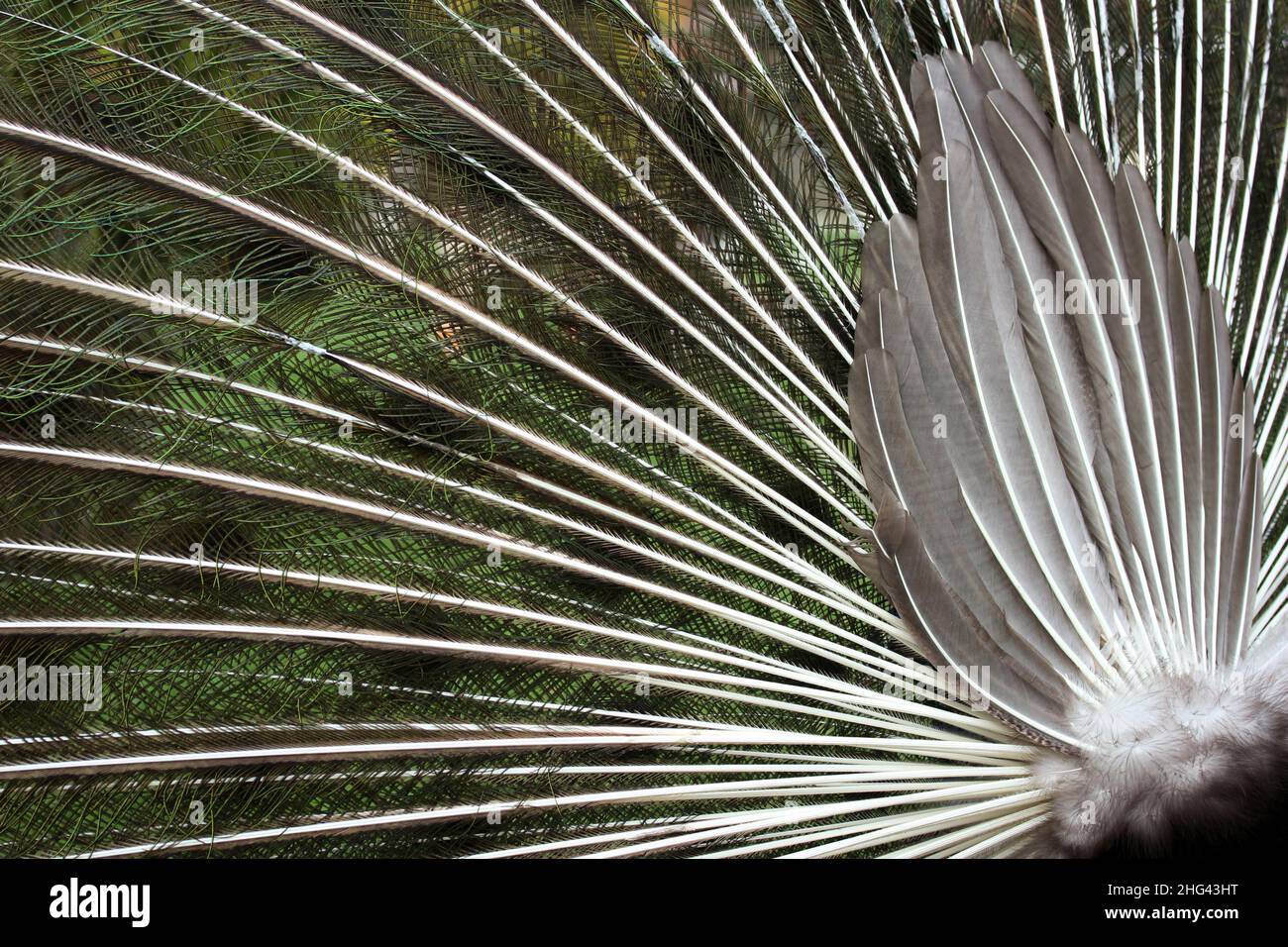 Back view of a peacock Stock Photo - Alamy