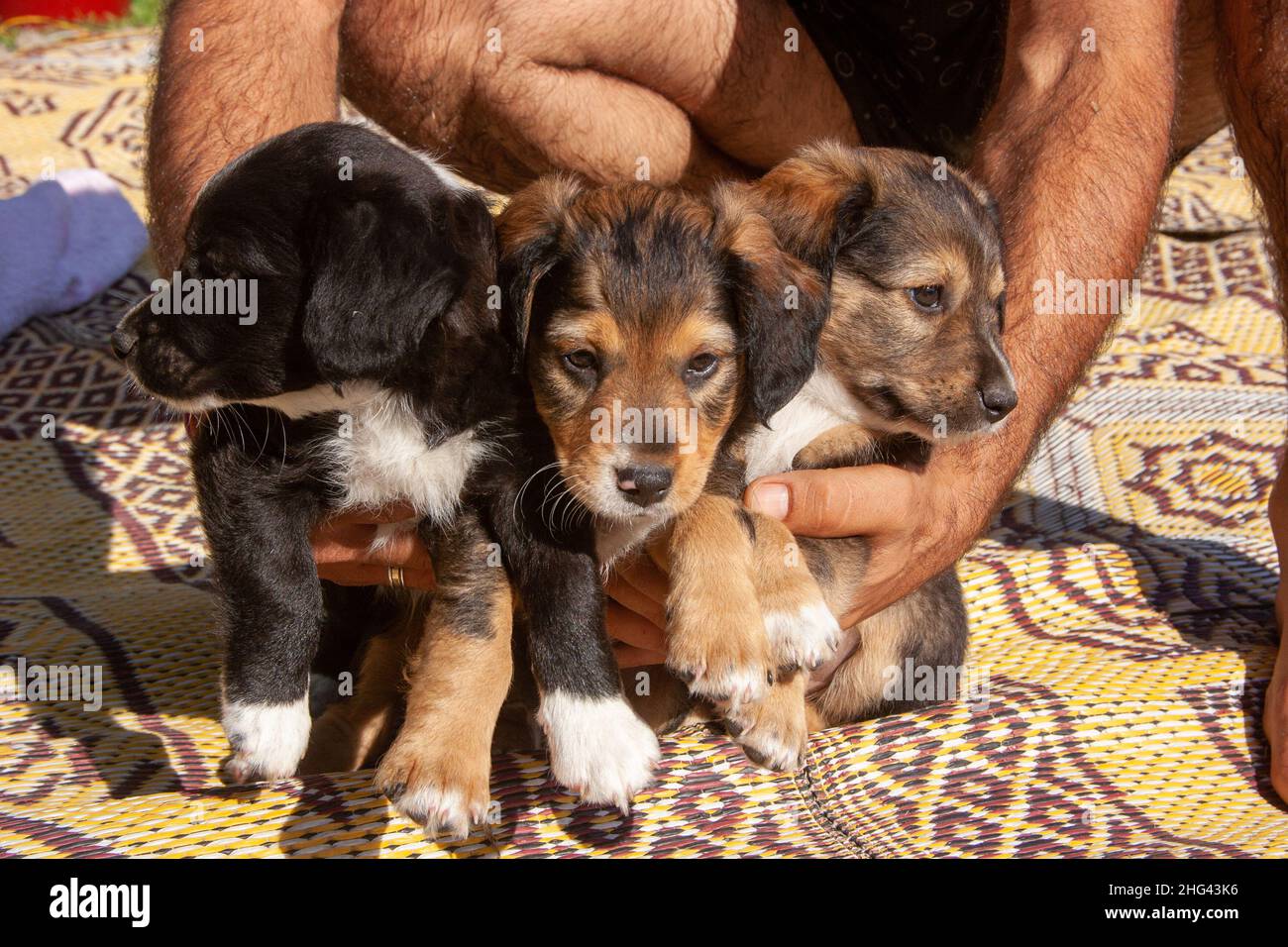 dog puppies Stock Photo - Alamy
