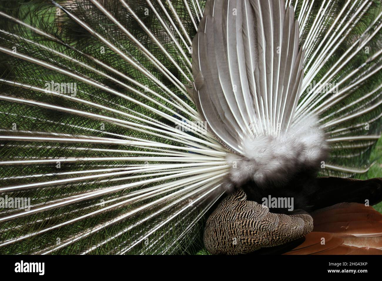 Back view of a peacock Stock Photo - Alamy