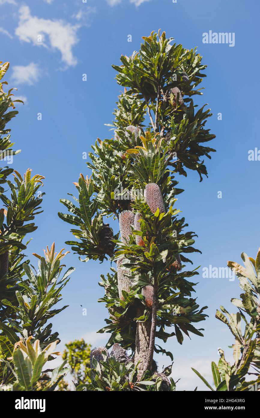 native Australian Banksia treeoutdoor in beautiful tropical location ...