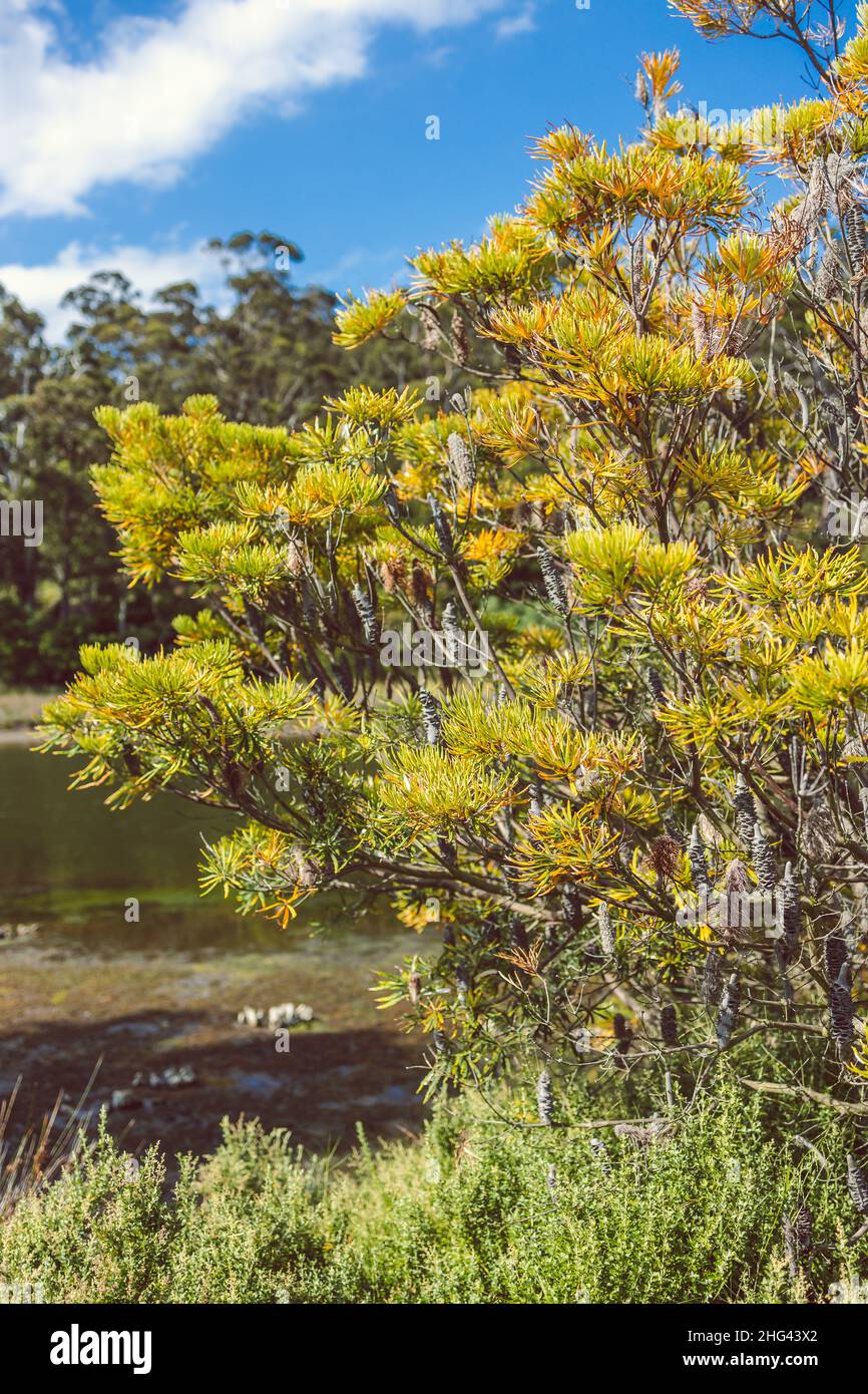 native Australian Banksia treeoutdoor in beautiful tropical location ...