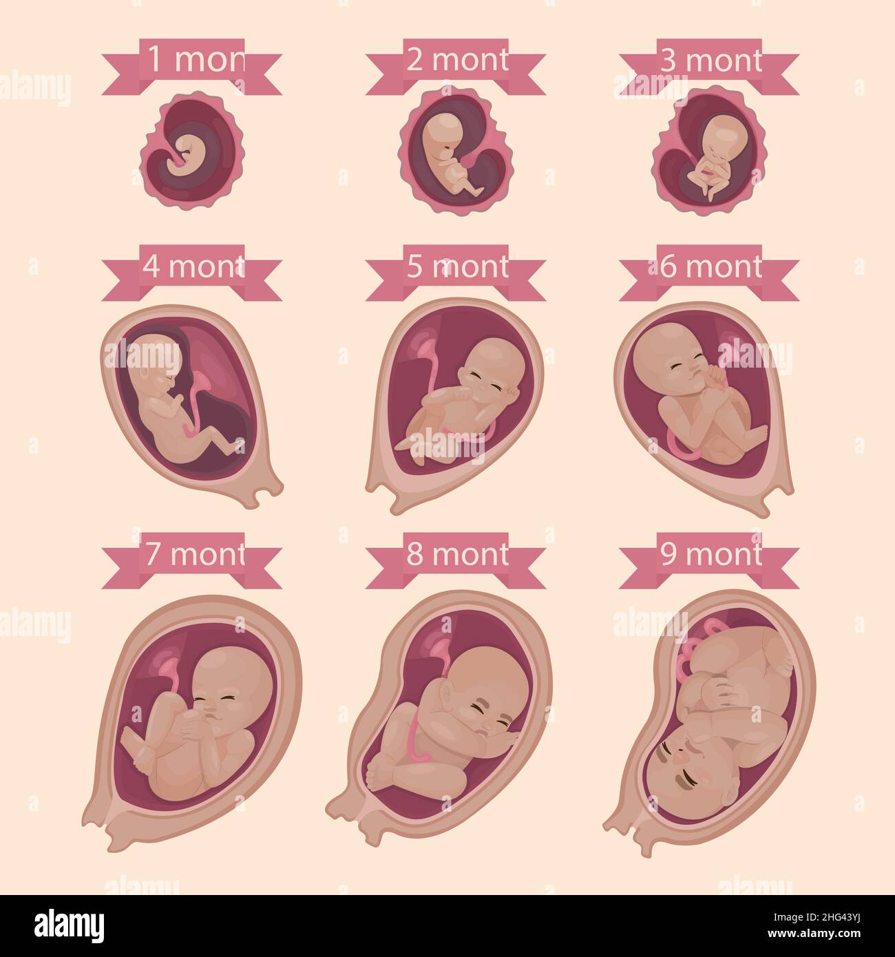 set of fetal development moments Vector illustration Stock Vector Image ...