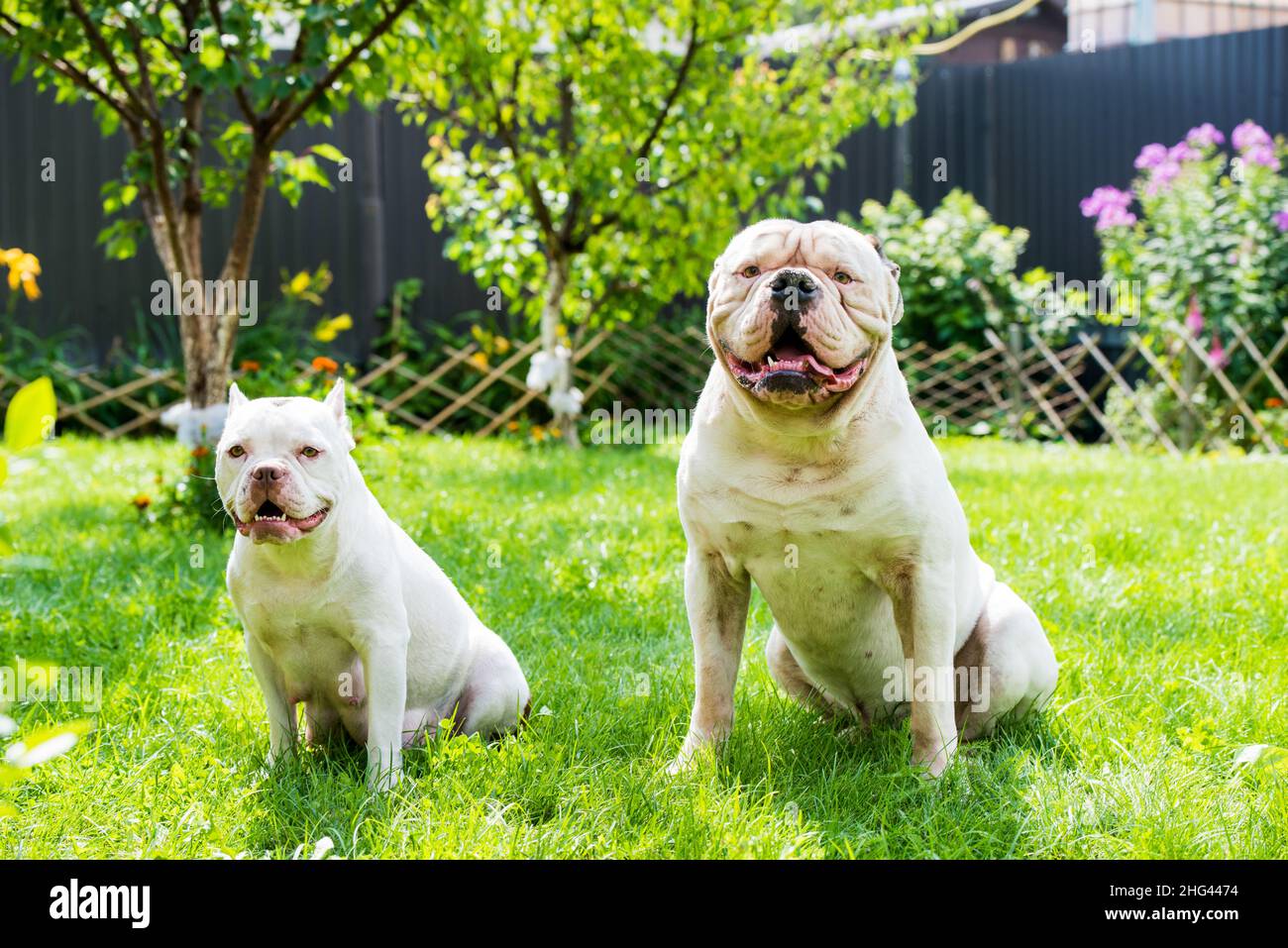 Female American Bulldog Full Grown