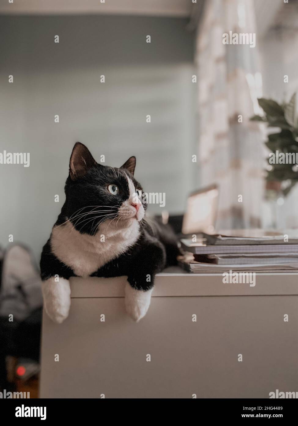 Domestic cat hanging tree hi-res stock photography and images - Alamy
