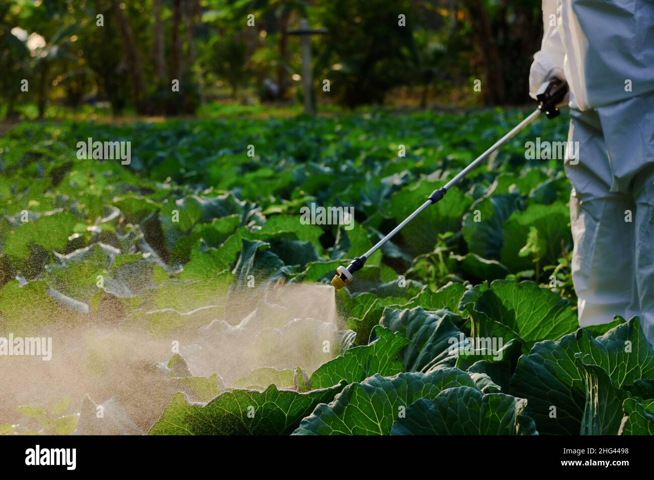 Gardener in a protective suit spray Insecticide and chemistry on ...