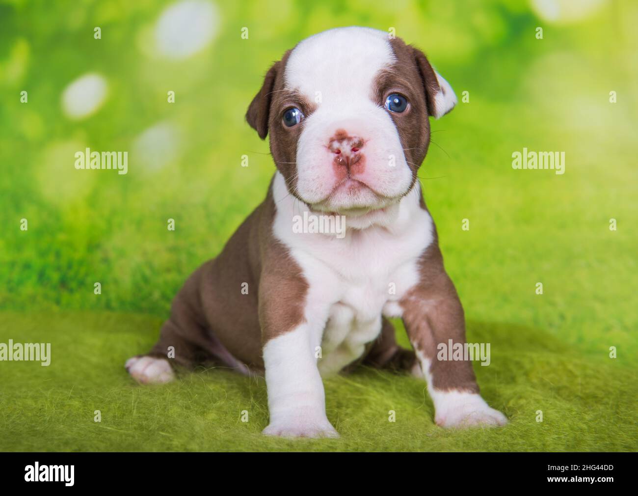 Funny chocolate brown color American Bullies puppy dog is on green ...