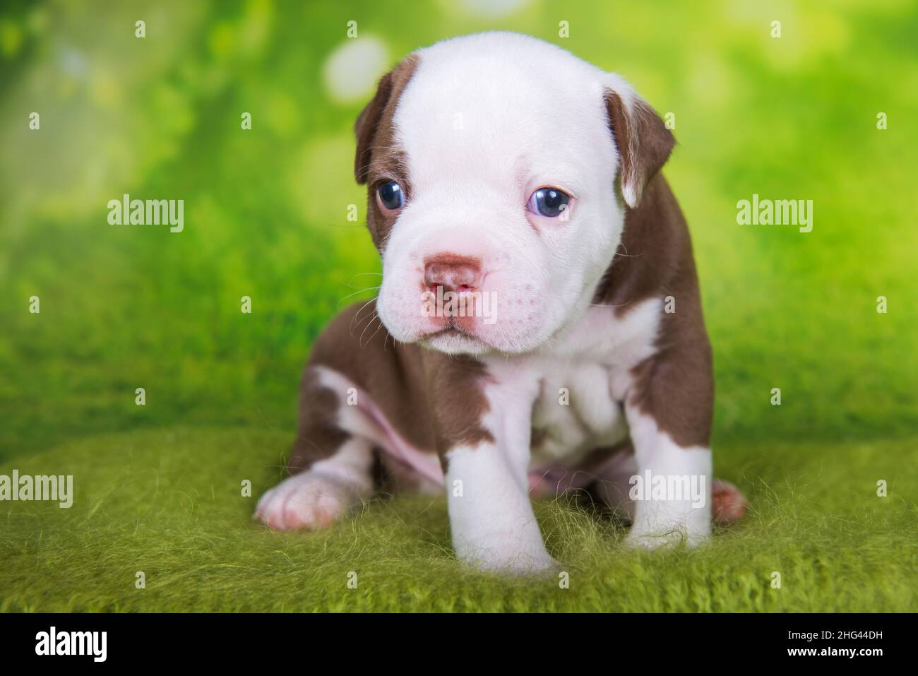 Funny chocolate brown color American Bullies puppy dog is on green ...