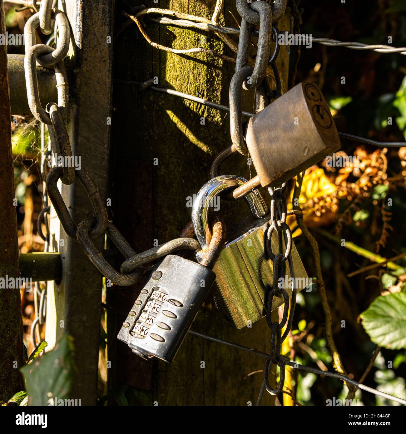 Triple lock three padlocks on gate with Barbwire Stock Photo - Alamy