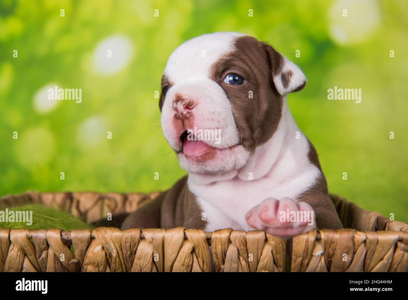 Funny chocolate brown color American Bullies puppy dog is on basket on ...