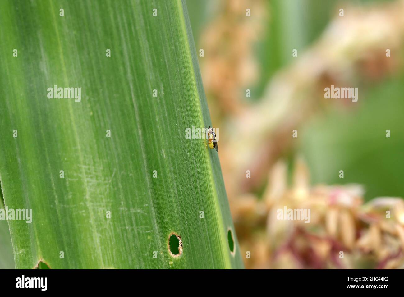 Chlorops pumilionis is a species of pest fly from the family ...