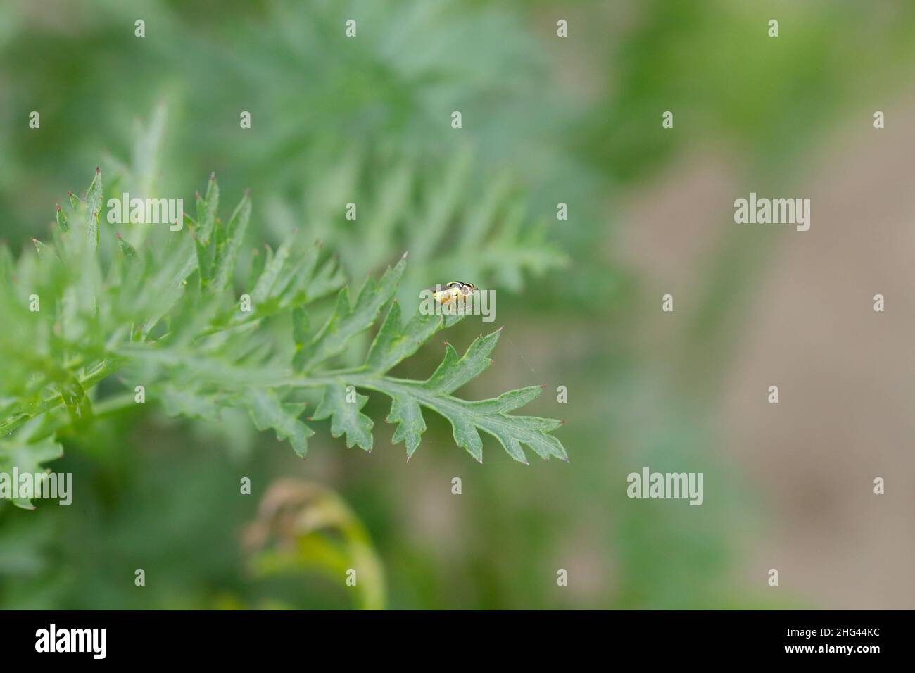 Chlorops pumilionis is a species of pest fly from the family ...