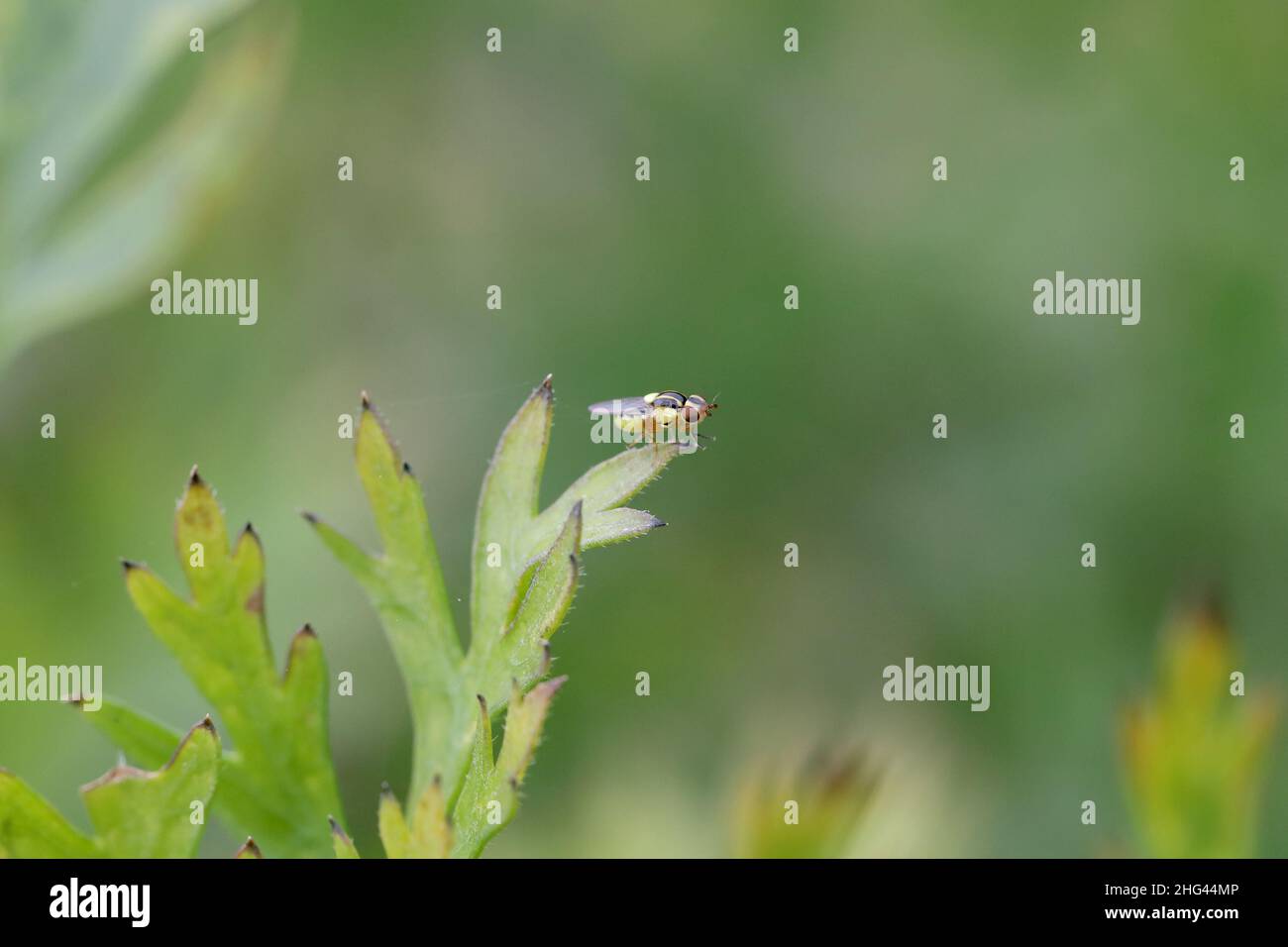 Chlorops pumilionis is a species of pest fly from the family ...