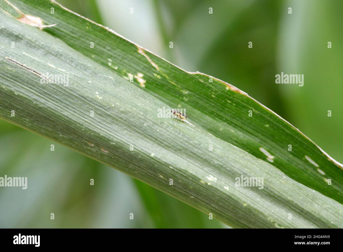 Chlorops pumilionis is a species of pest fly from the family ...