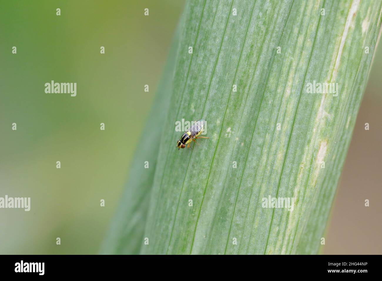 Chlorops pumilionis is a species of pest fly from the family ...