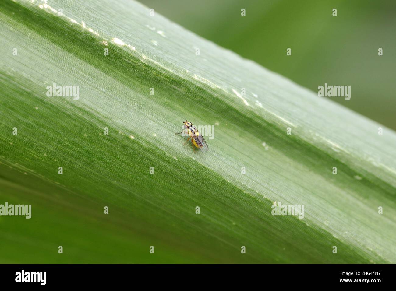 Chlorops pumilionis is a species of pest fly from the family ...