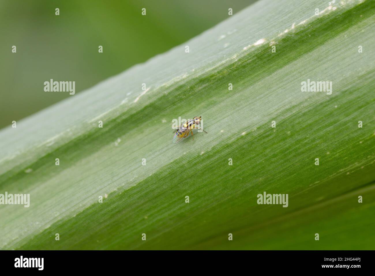 Chlorops pumilionis is a species of pest fly from the family ...