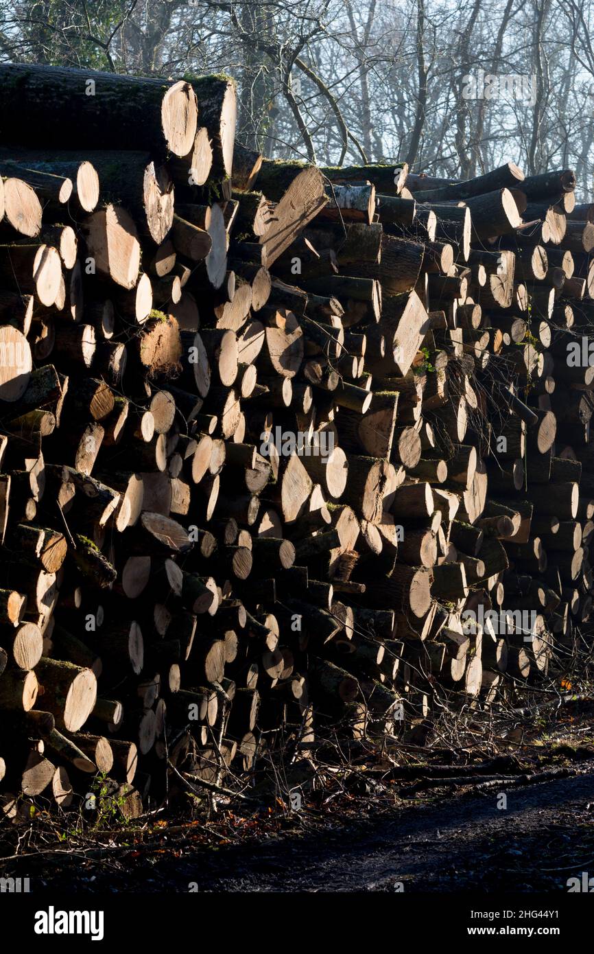 Piled timber at Snitterfield Bushes nature reserve, Warwickshire ...