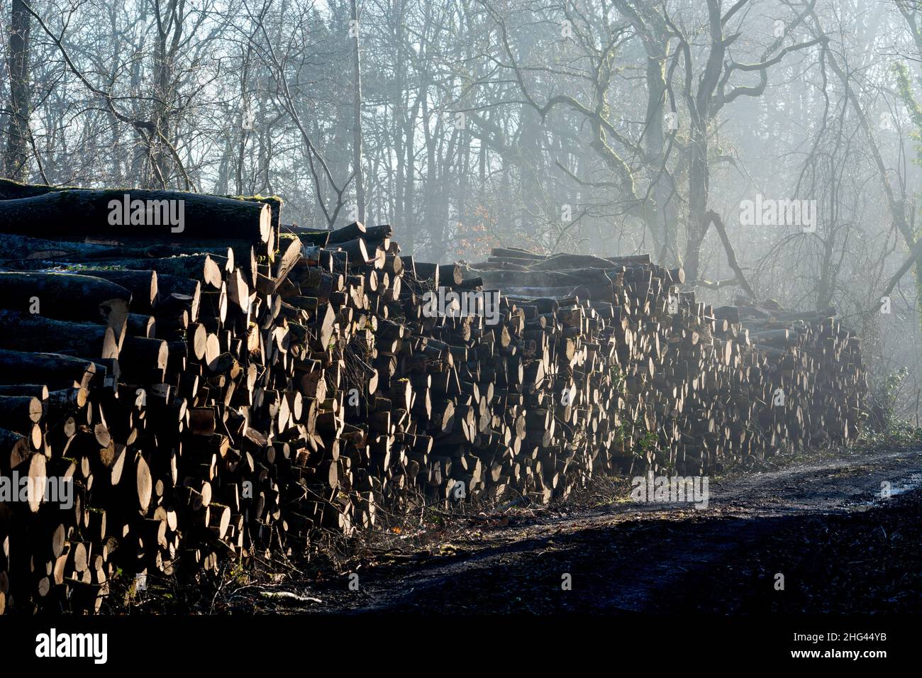 Piled timber at Snitterfield Bushes nature reserve, Warwickshire ...