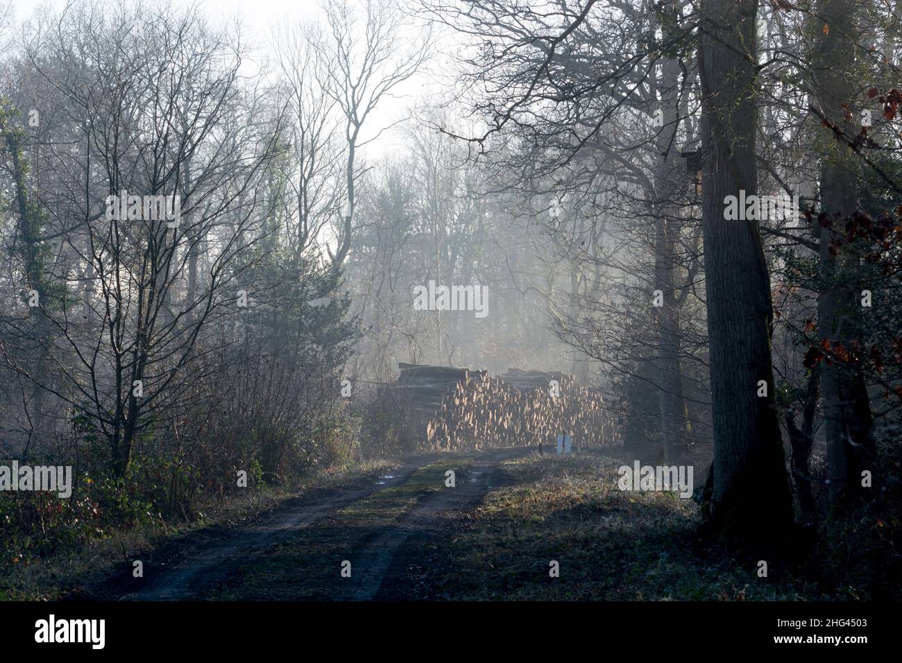Snitterfield Bushes nature reserve in winter fog, Warwickshire, England ...