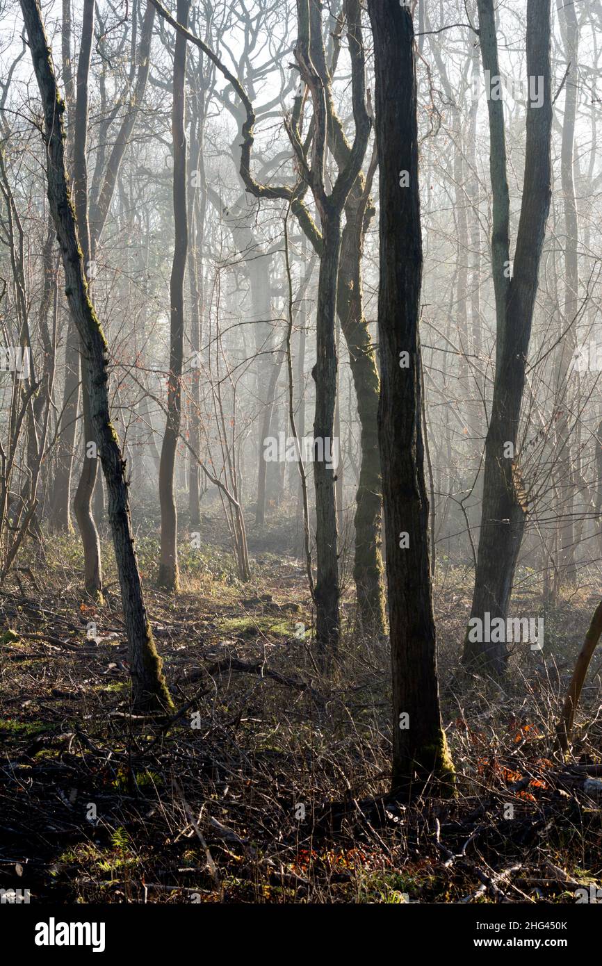 Snitterfield Bushes nature reserve in winter fog, Warwickshire, England ...