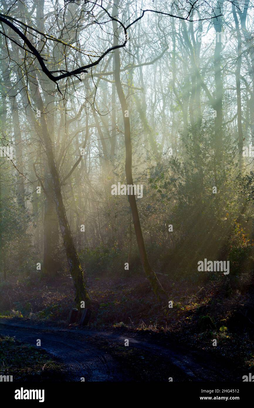 Snitterfield Bushes nature reserve in winter fog, Warwickshire, England ...