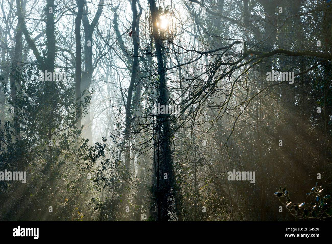 Snitterfield Bushes nature reserve in winter fog, Warwickshire, England ...
