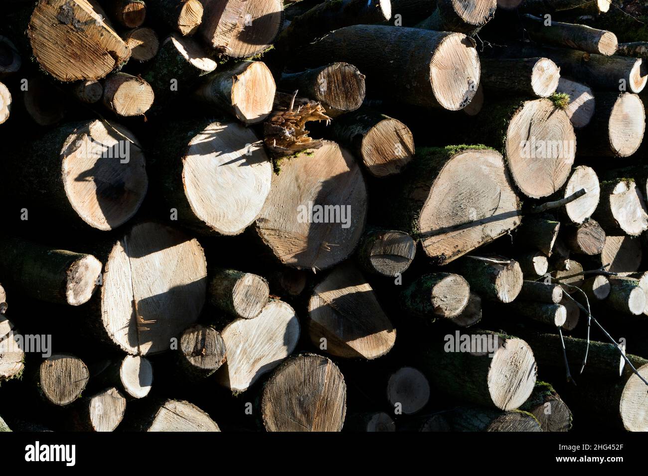 Piled timber at Snitterfield Bushes nature reserve, Warwickshire ...