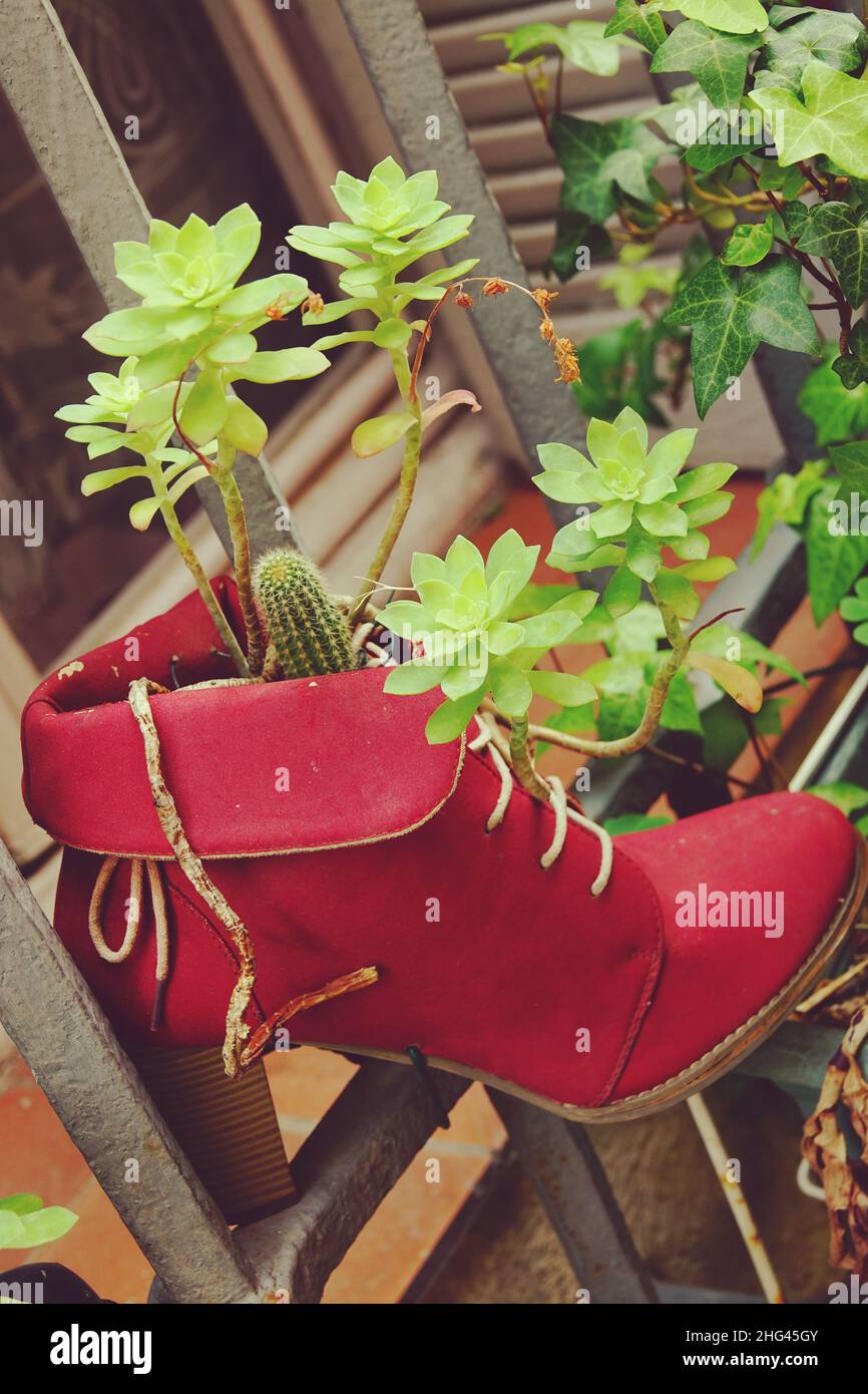 Red boot heel planter with succulents and cactus plants at the window ...