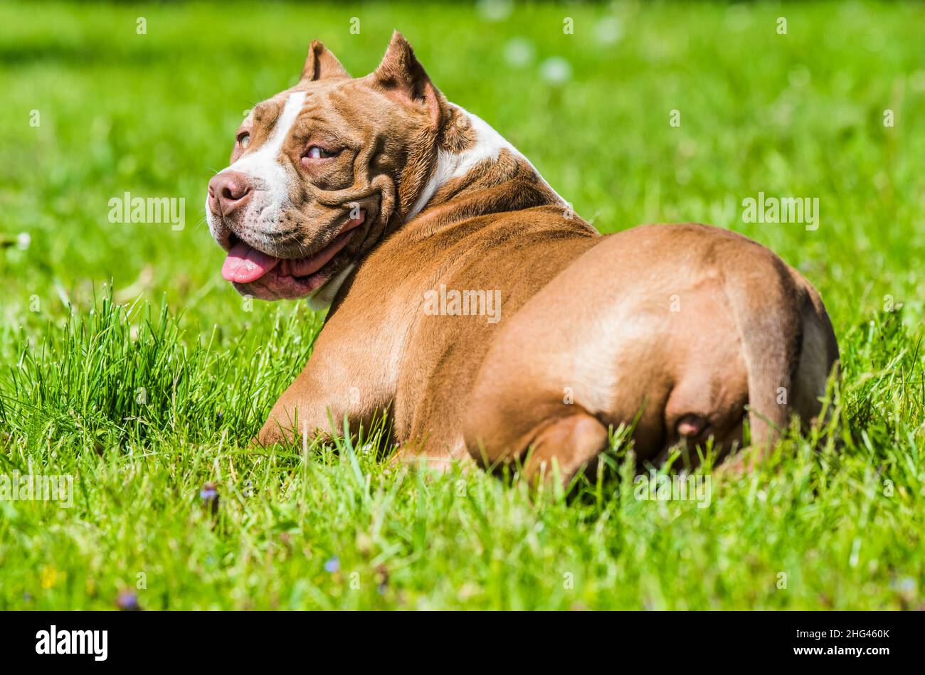 Chocolate brown color American Bully dog is on green grass. Medium ...