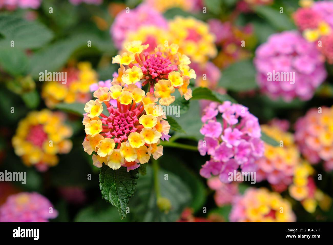 Costa Rica San Jose - Lantana camara flower plant Stock Photo - Alamy