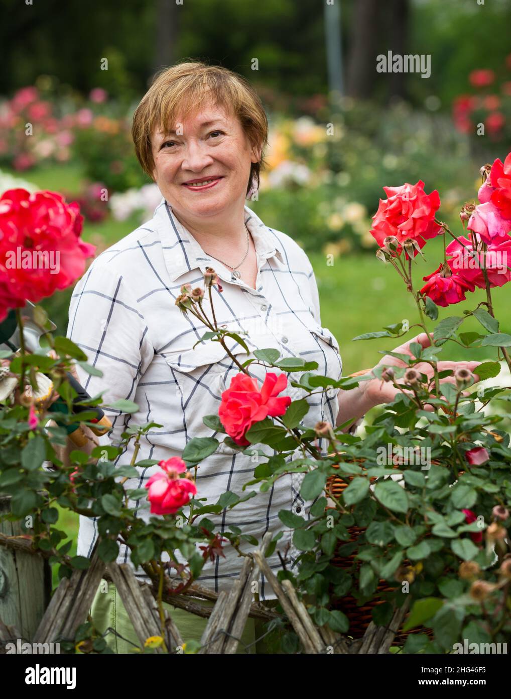 Senior florist roses hi-res stock photography and images - Alamy