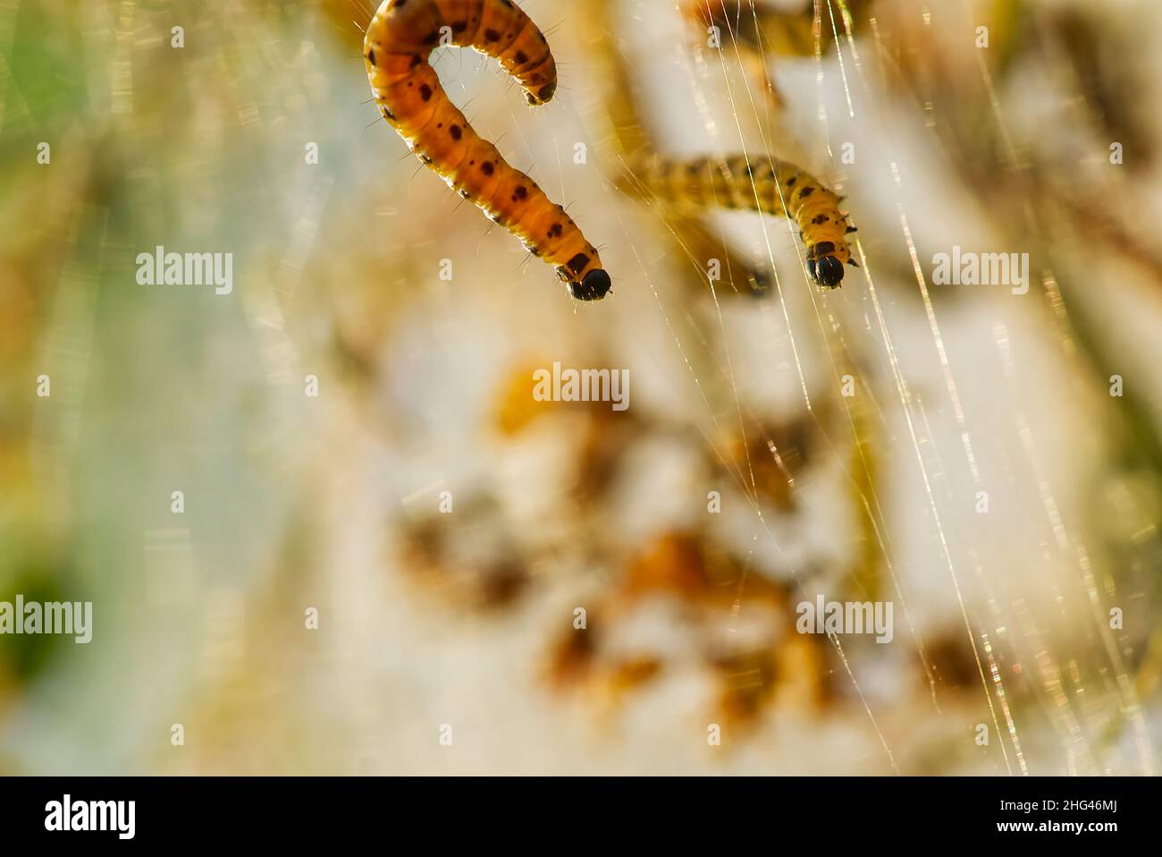 Yponomeuta malinellus or Apple ermine moth. Colony of Larvae on garden ...