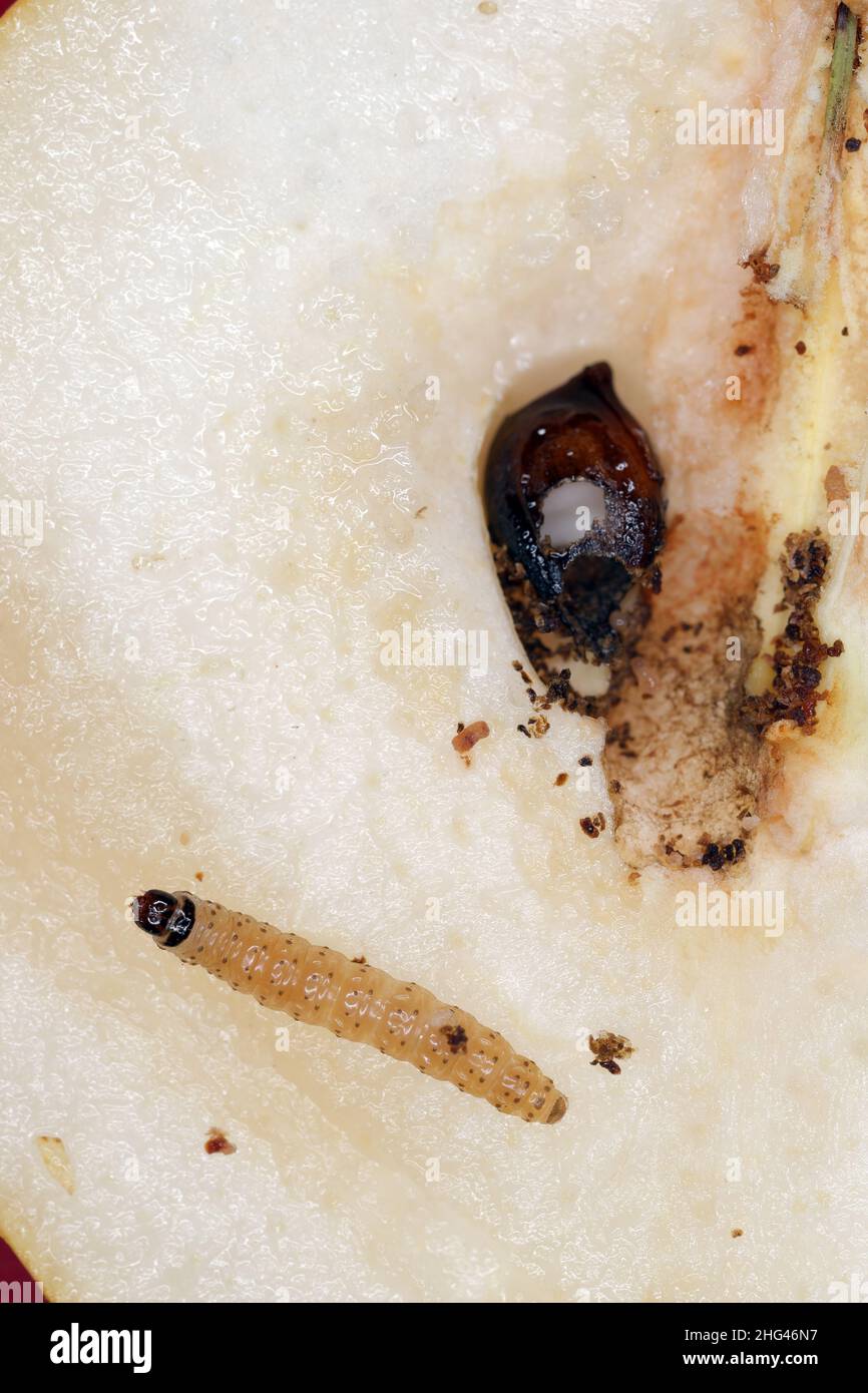 Caterpillar of the codling moth - Cydia pomonella in a pear. Major ...