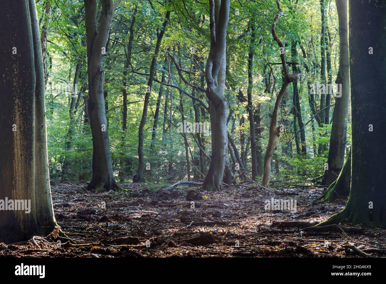 Beech trees surrounding an open space in a forest, sunlight shining ...