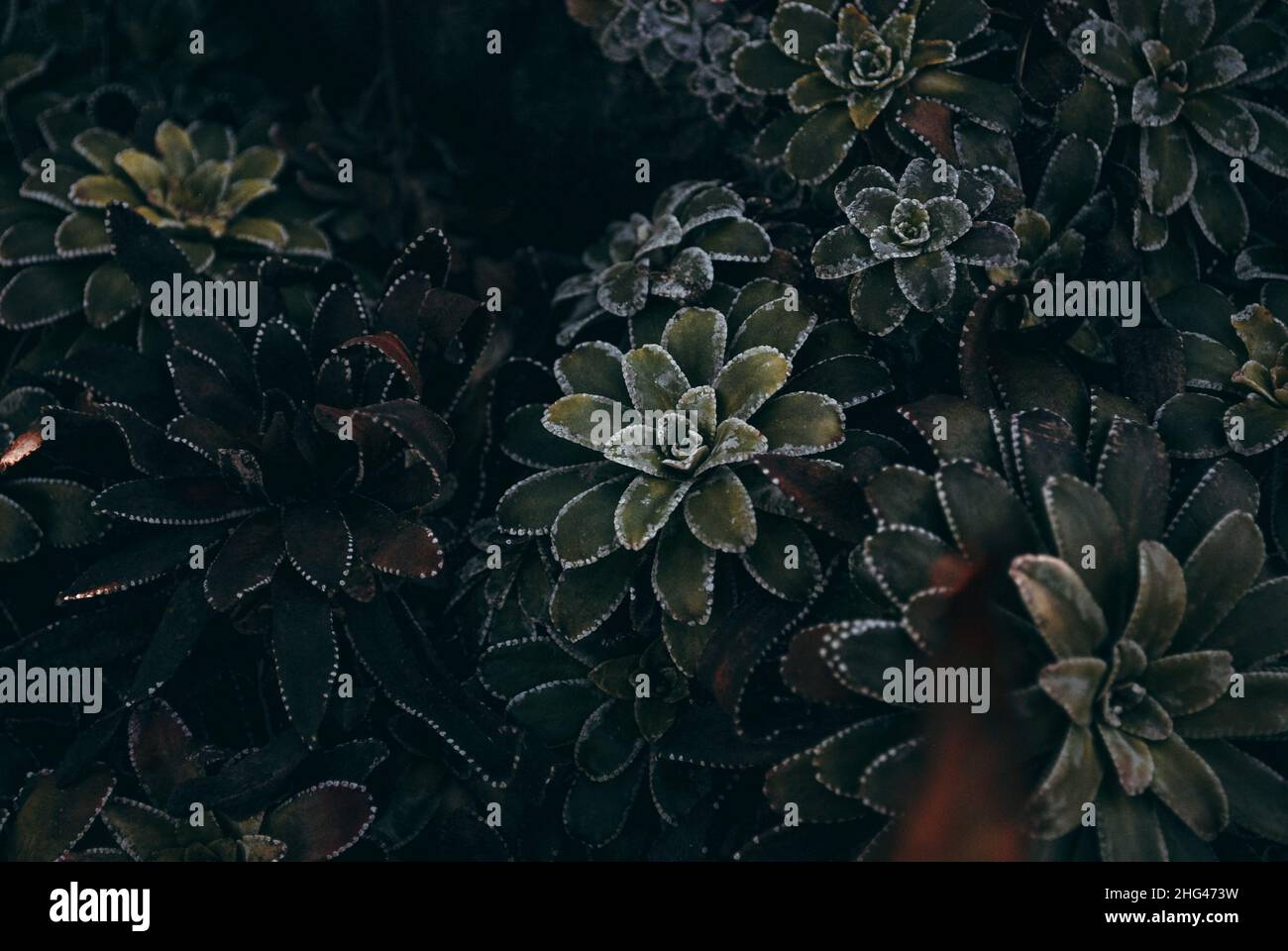 Fantasy mood hi-res stock photography and images - Alamy