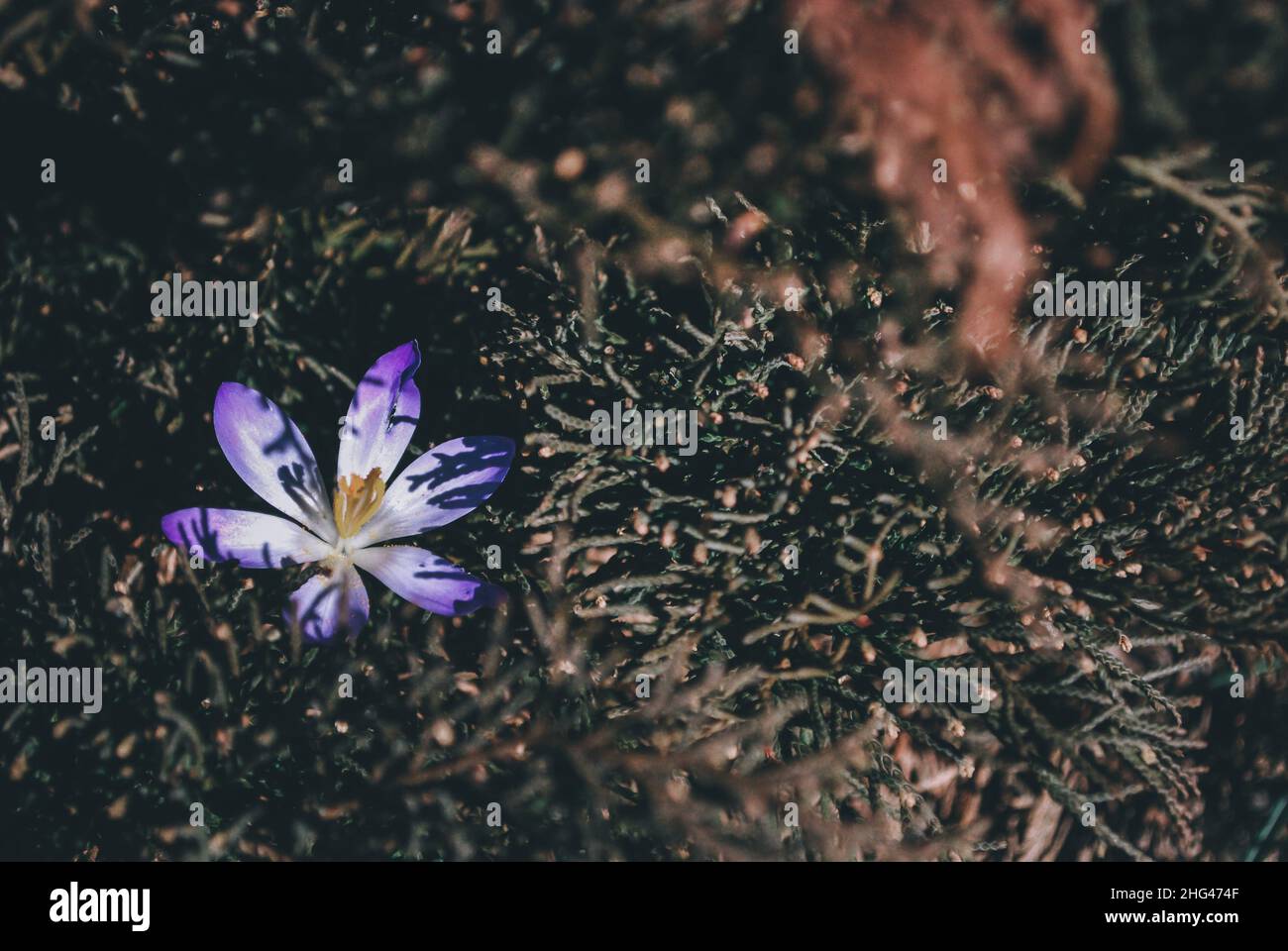 Flower in moor Stock Photo - Alamy