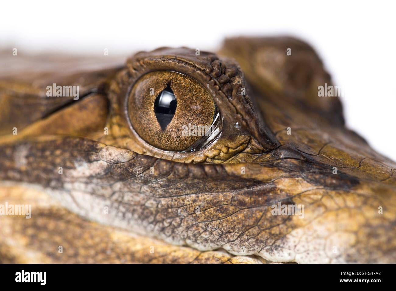 false gharial (Tomistoma schlegelii),isolated on white background Stock ...
