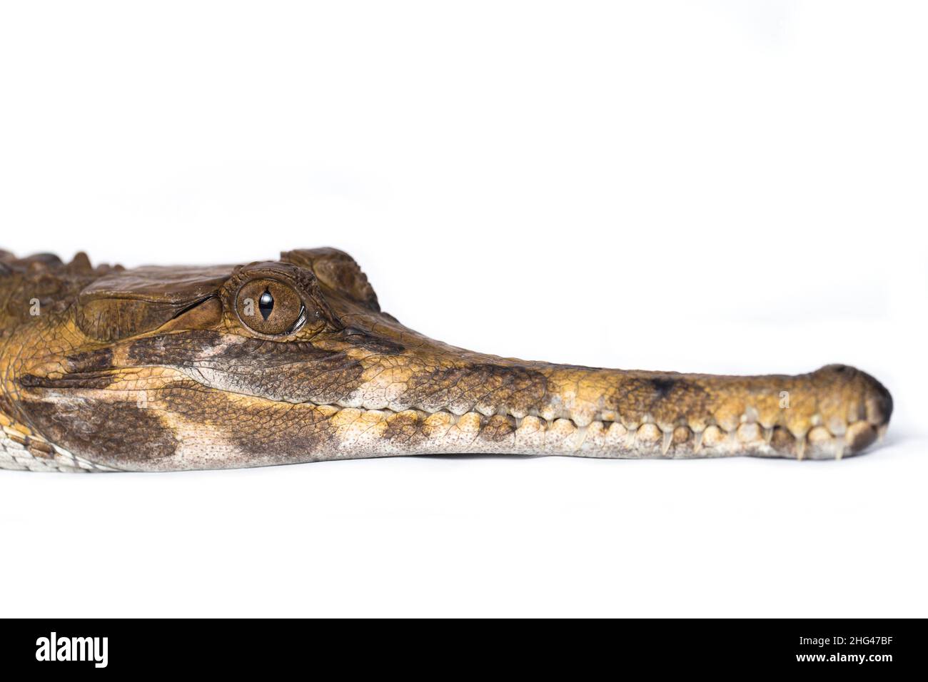 false gharial (Tomistoma schlegelii),isolated on white background Stock ...