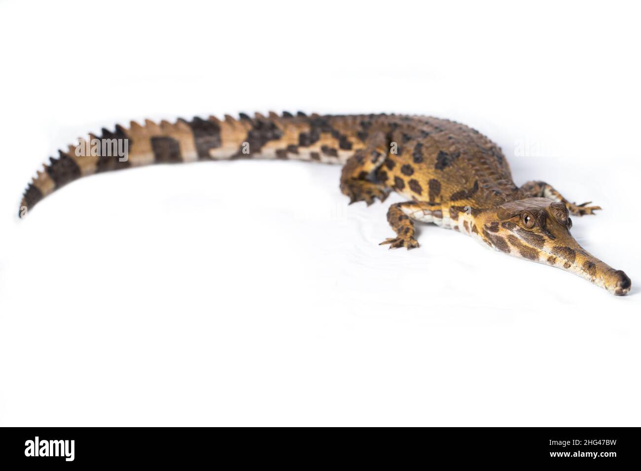 false gharial (Tomistoma schlegelii),isolated on white background Stock ...