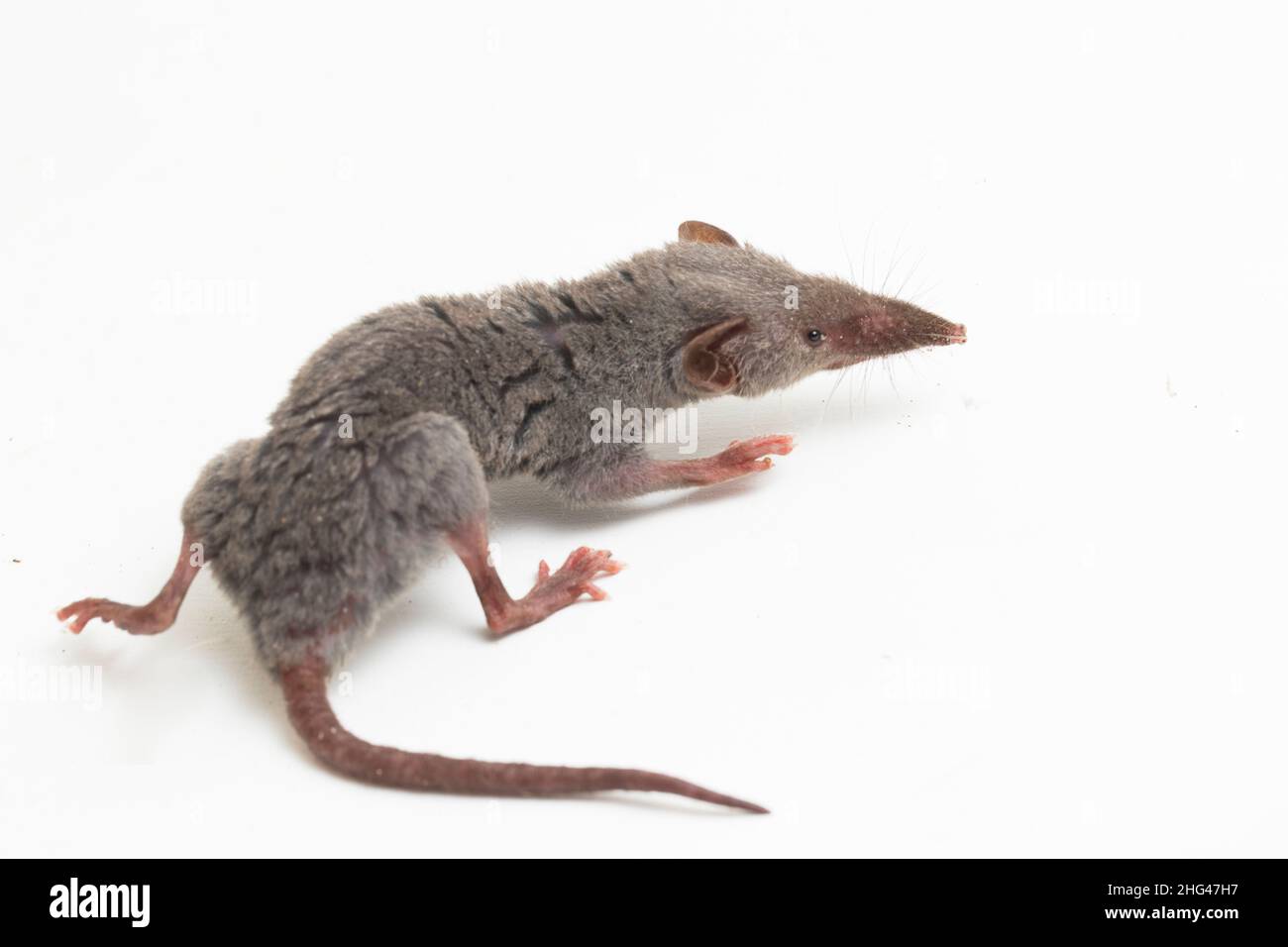 Common mole rat Cut Out Stock Images & Pictures - Alamy