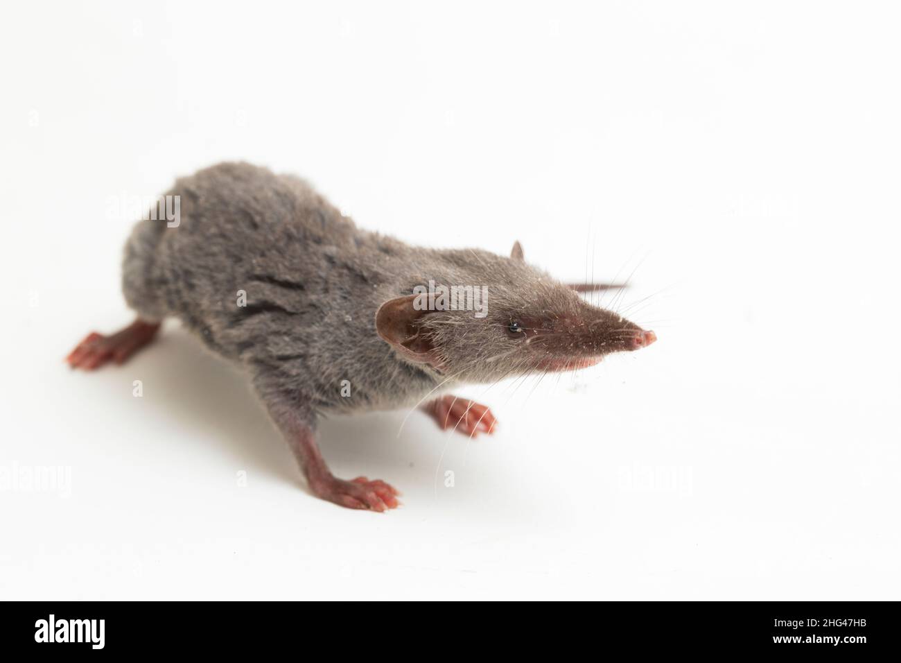 Asian house shrew or brown musk shrew. Suncus murinus isolated on white ...