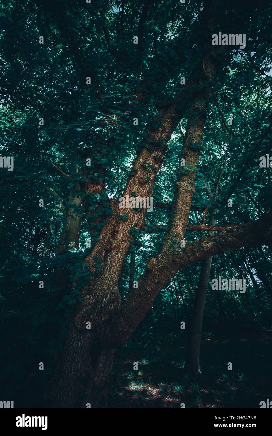 Realm wood hi-res stock photography and images - Alamy