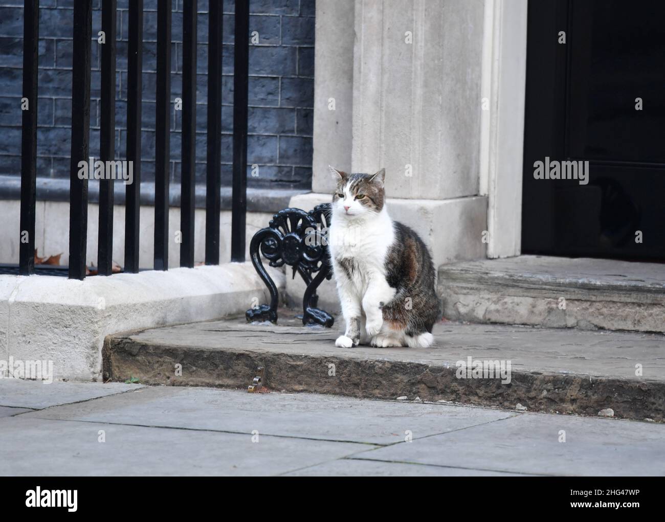Downing street larry the cat hi-res stock photography and images - Alamy