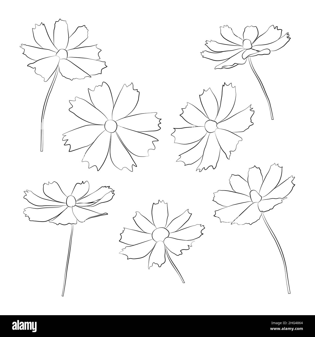 Set of cosmos flower branch vector illustration isolated on white ...