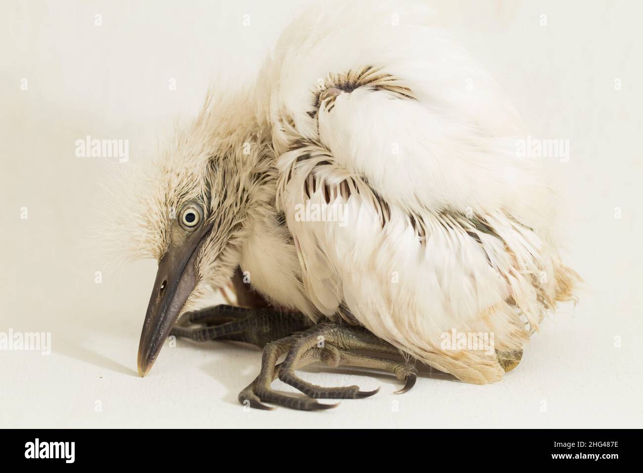 The little egret bird (Egretta garzetta) isolated on white background ...