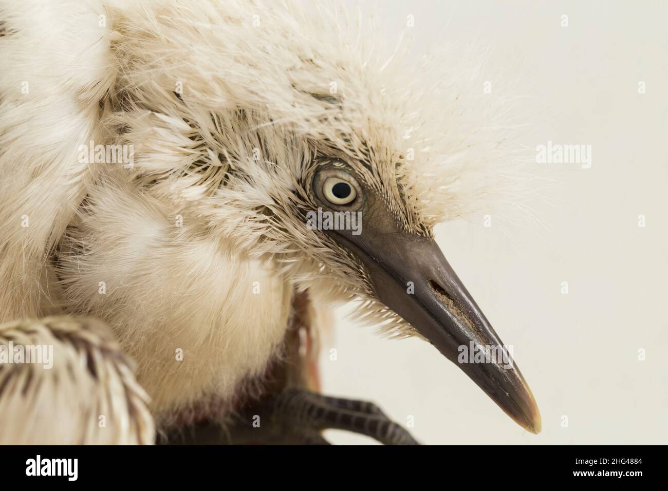 The little egret bird (Egretta garzetta) isolated on white background ...